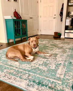 Protect Your Floors and Your Pooch with a Pet Friendly Rug – Floorspace