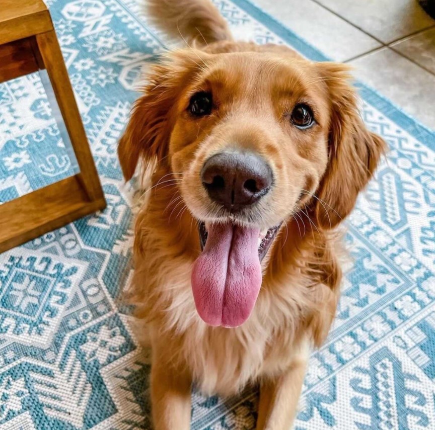 A Rug Buying Guide for Pet Owners | Floorspace